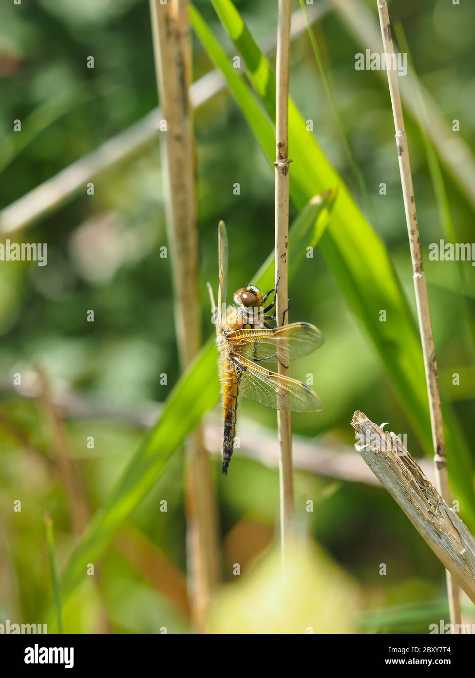 Four Spotted Chaser Dragonfly Stock Photo - Alamy