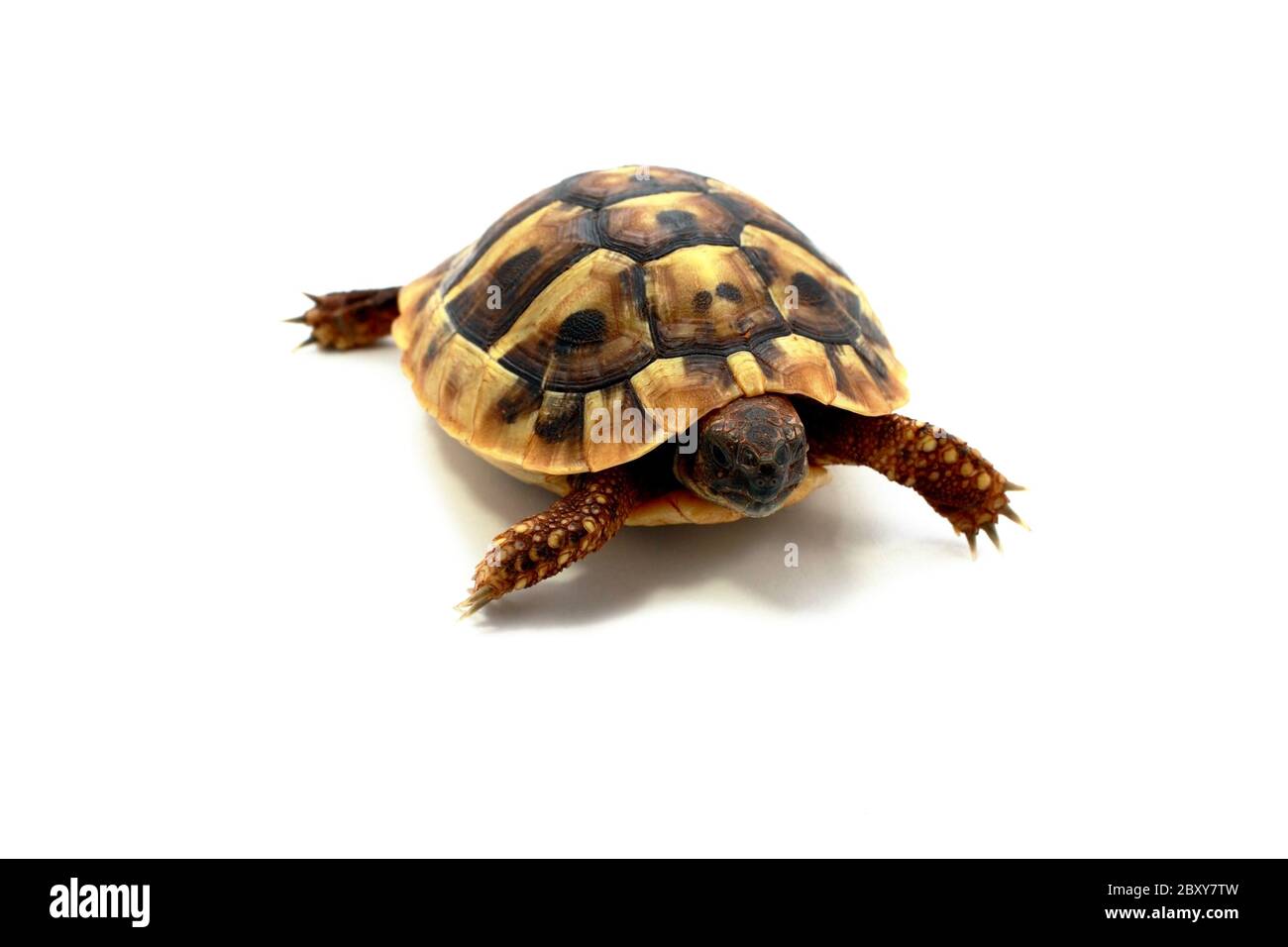 Testudo hermanni shell hi-res stock photography and images - Alamy