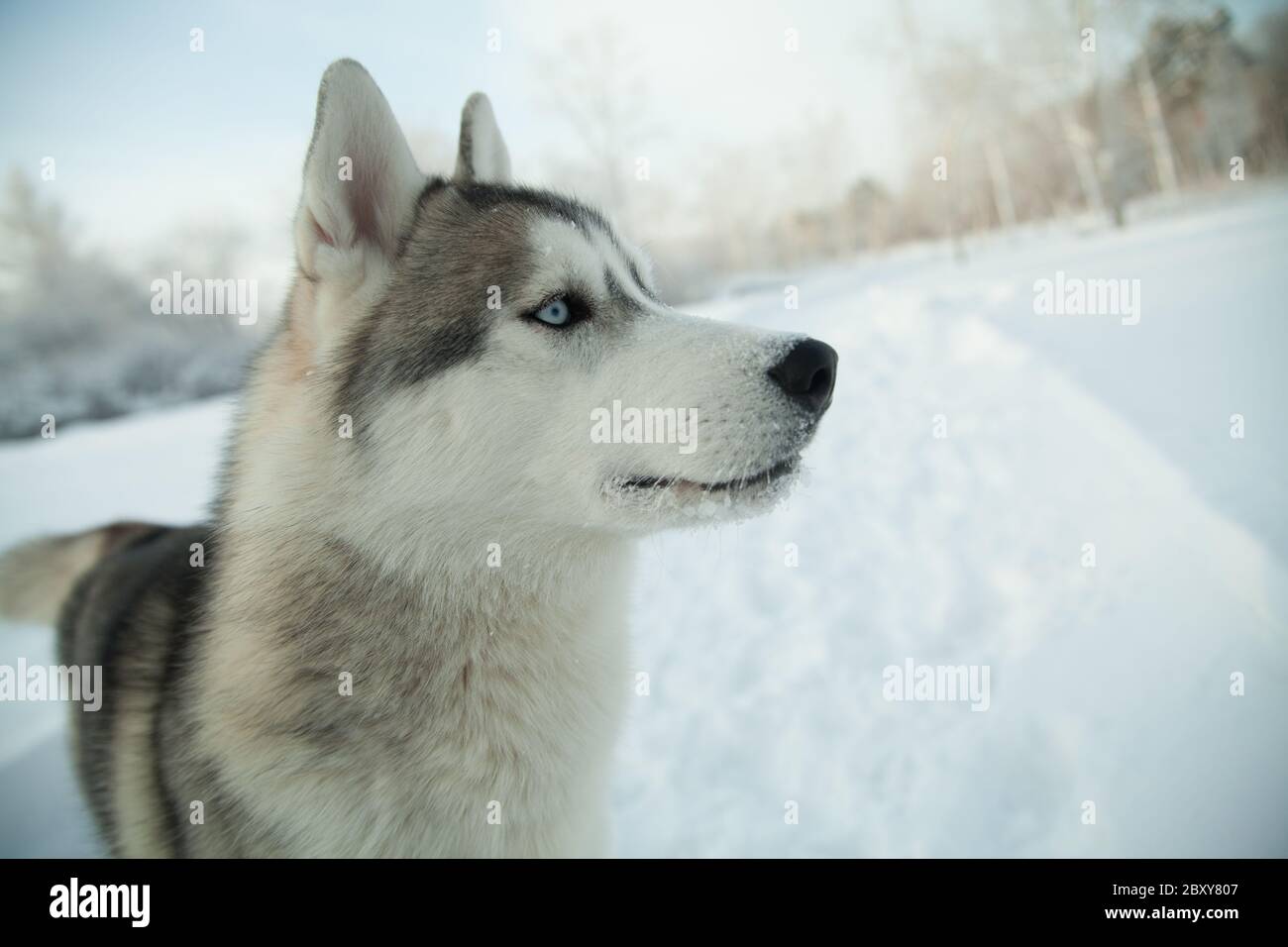 dog siberian hasky on winter background isolate Stock Photo - Alamy