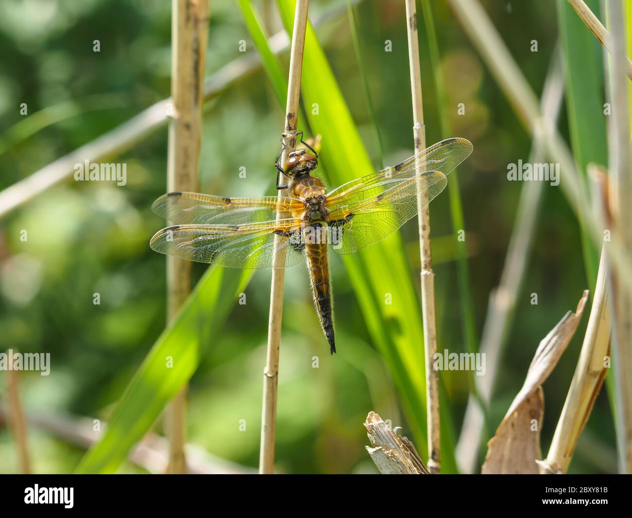 Four Spotted Chaser Dragonfly Stock Photo - Alamy
