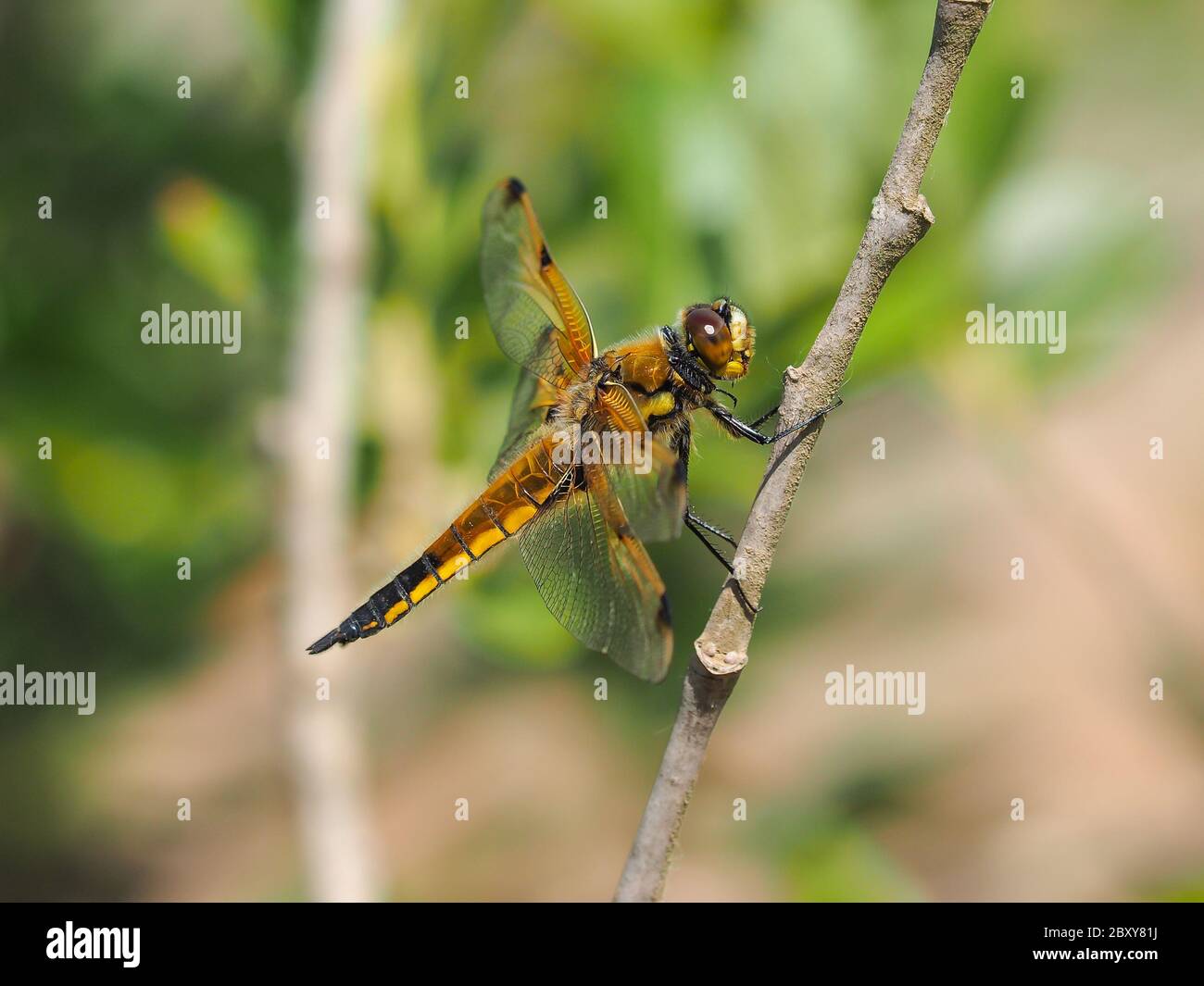 Four Spotted Chaser Dragonfly Stock Photo - Alamy