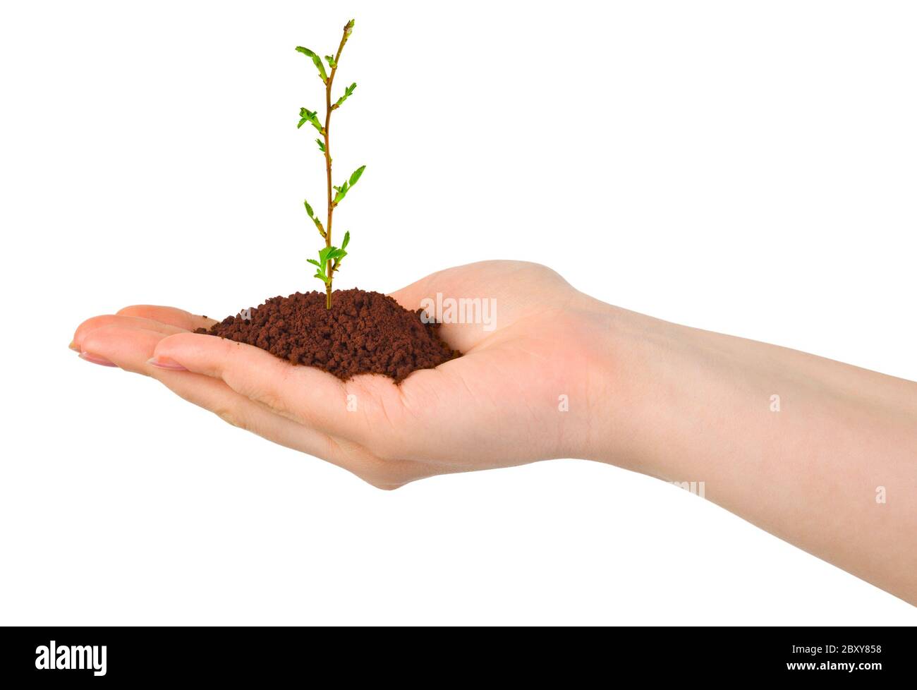 Hand and plant Stock Photo - Alamy