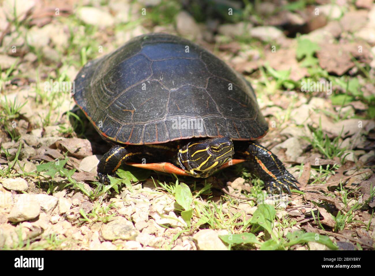 Wisconsin turtle hi-res stock photography and images - Alamy