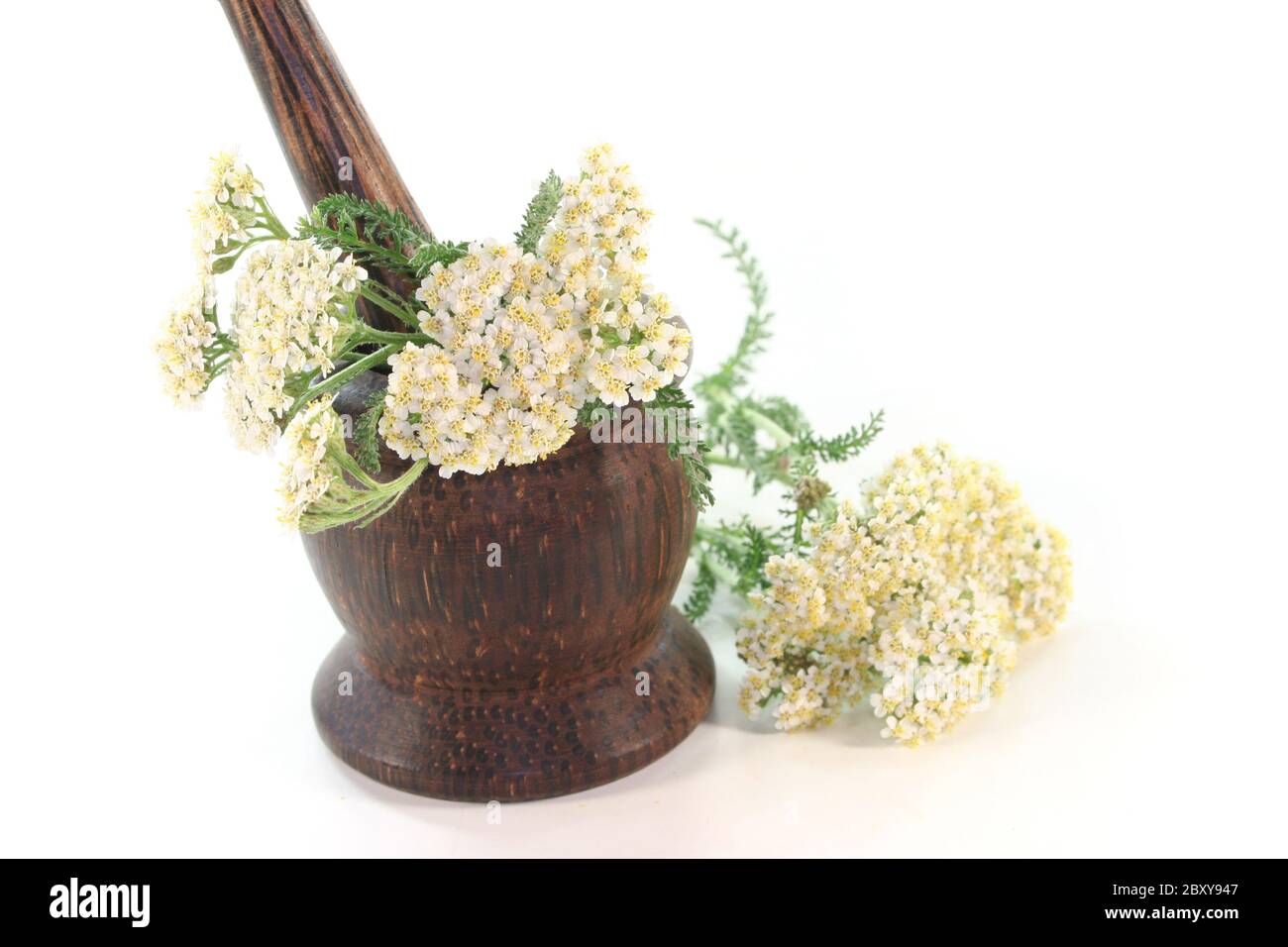 Yarrow family hi-res stock photography and images - Alamy