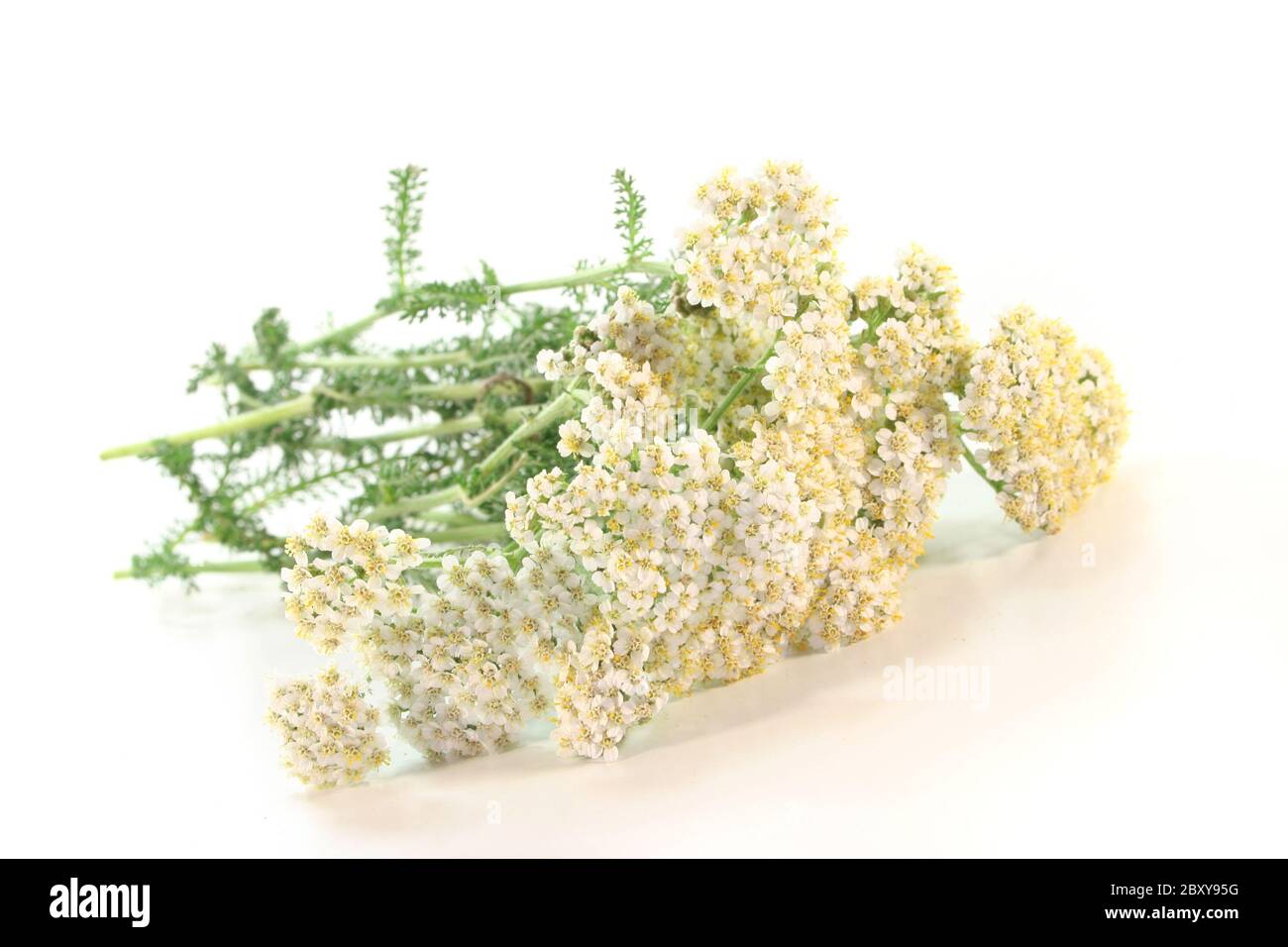 Yarrow family hi-res stock photography and images - Alamy
