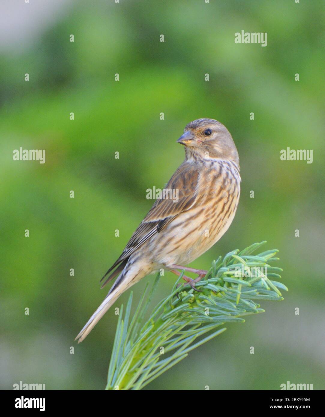 Linnet singing hi-res stock photography and images - Alamy