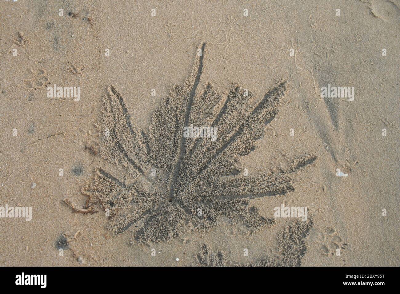 Crab track in the sand Stock Photo - Alamy