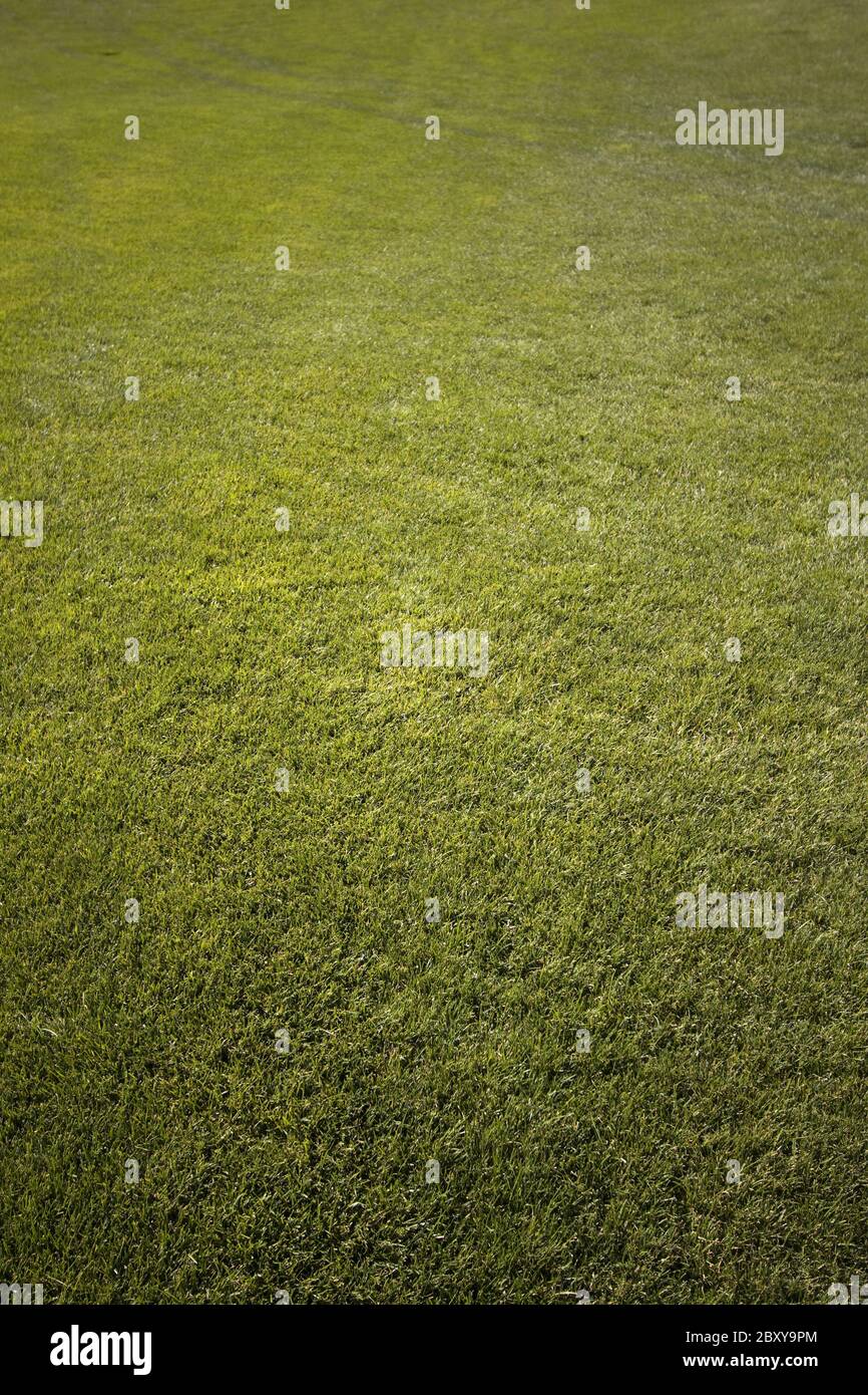 Green fresh cut grass ona summer day. park yard outdoors Stock Photo ...