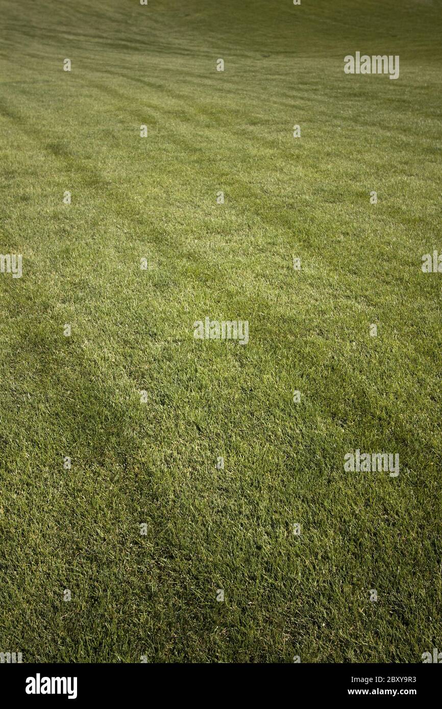 Fresh cut grass hi-res stock photography and images - Alamy