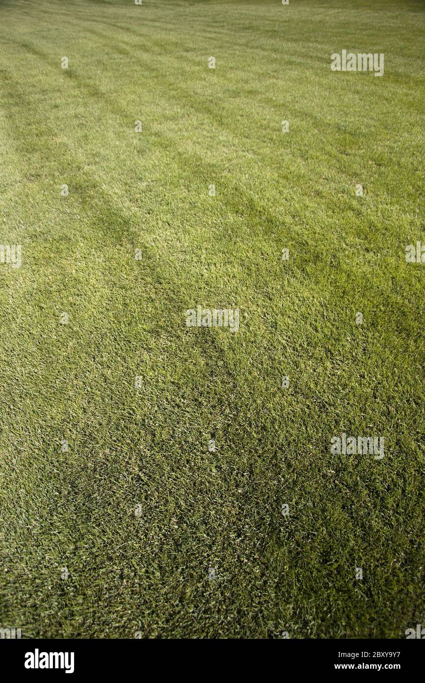 Fresh cut grass hi-res stock photography and images - Alamy