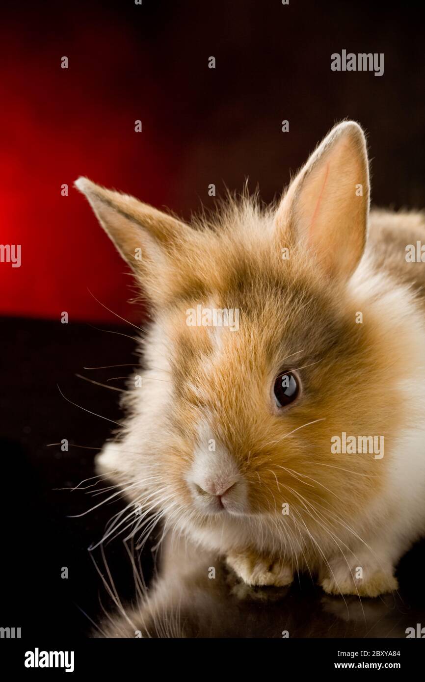 Dwarf Rabbit with Lion's head Stock Photo - Alamy