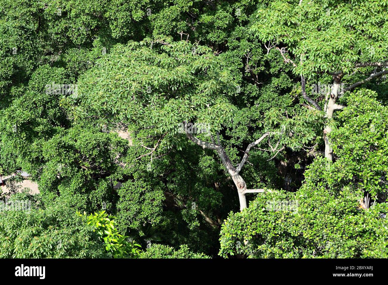 Top view dense forest thick hi-res stock photography and images - Alamy