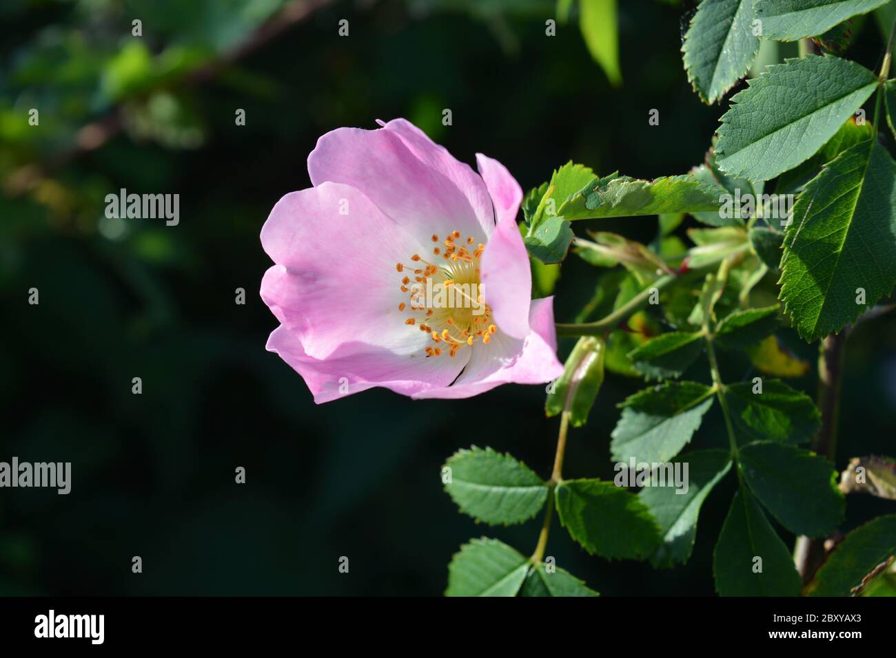 Pink hedgerow wildflower hi-res stock photography and images - Alamy