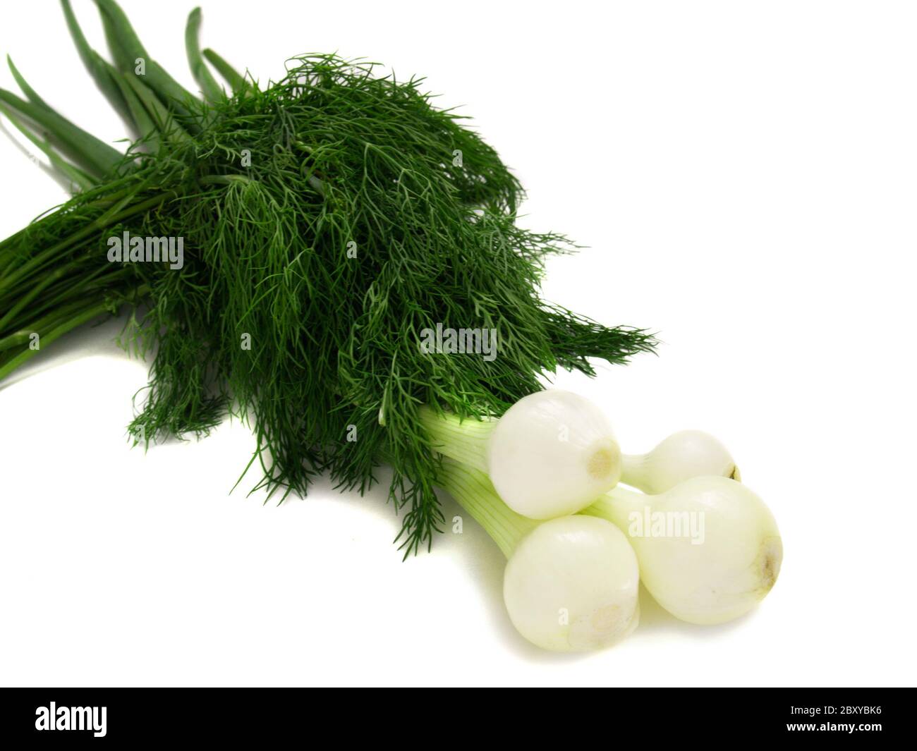 Young fennel plant hi-res stock photography and images - Alamy