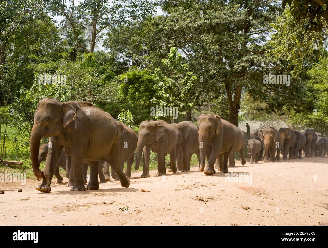 Group indian elephants in hi-res stock photography and images - Alamy