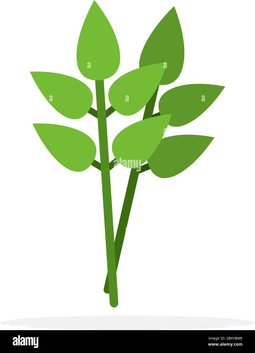 Bay leaf vector flat isolated Stock Vector Image & Art - Alamy
