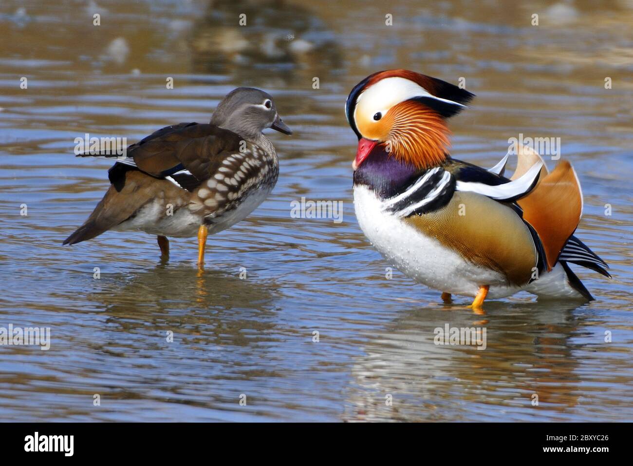 Duck Mating Season High Resolution Stock Photography and Images - Alamy