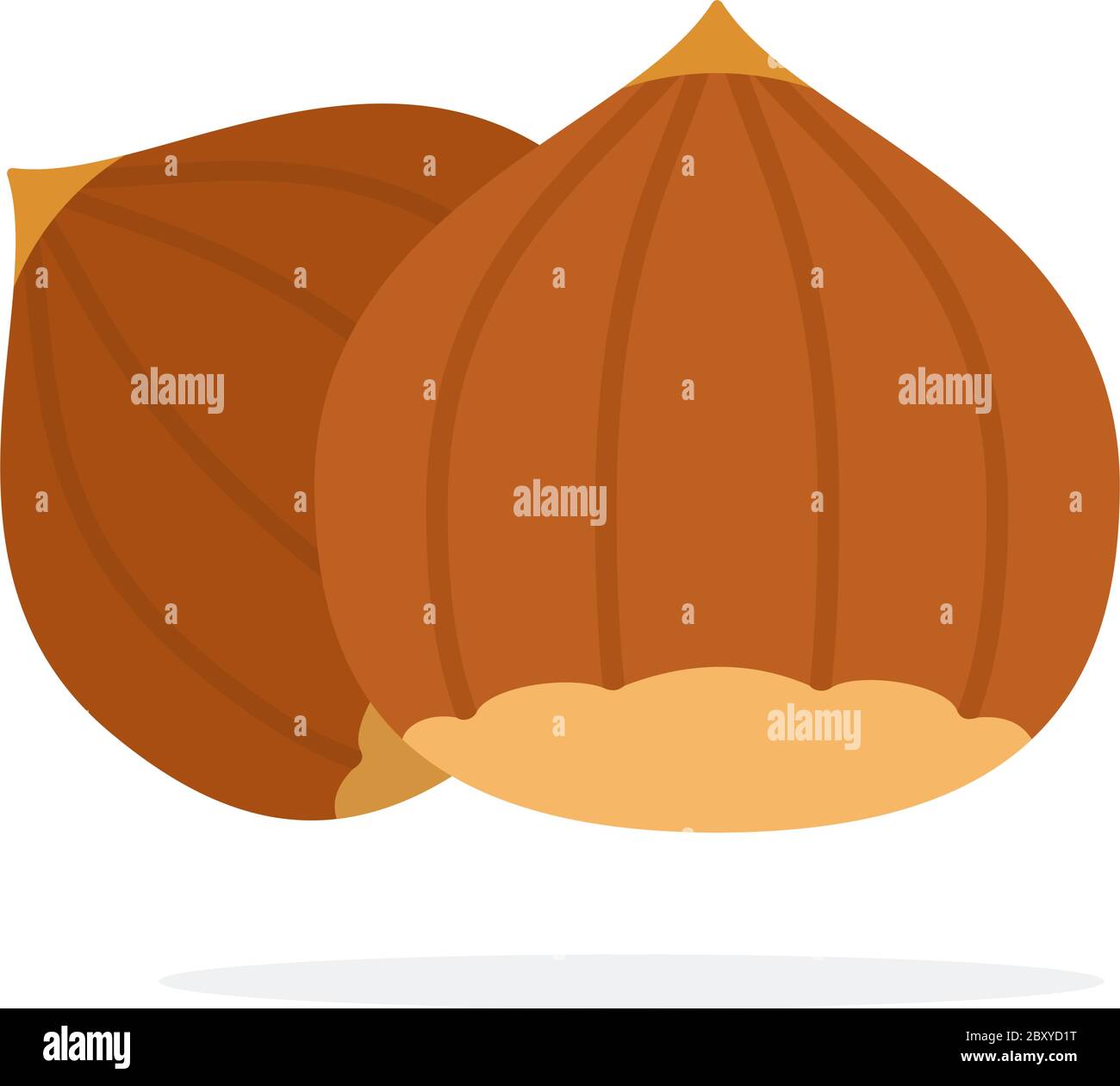 Hazelnuts on white background Stock Vector Images - Alamy