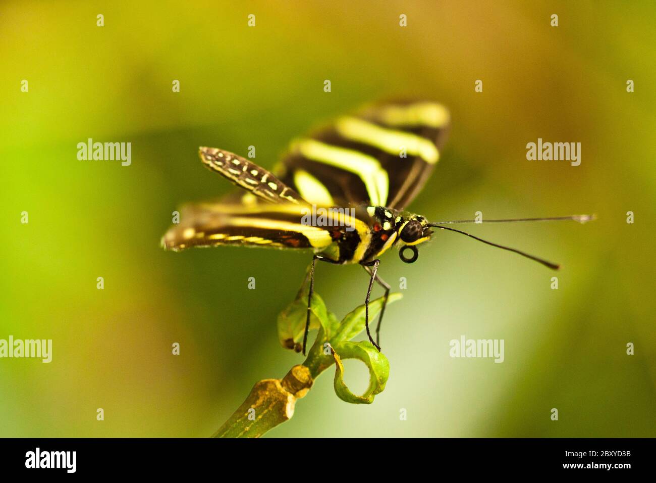 Black yellow butterfly zebra longwing hi-res stock photography and ...