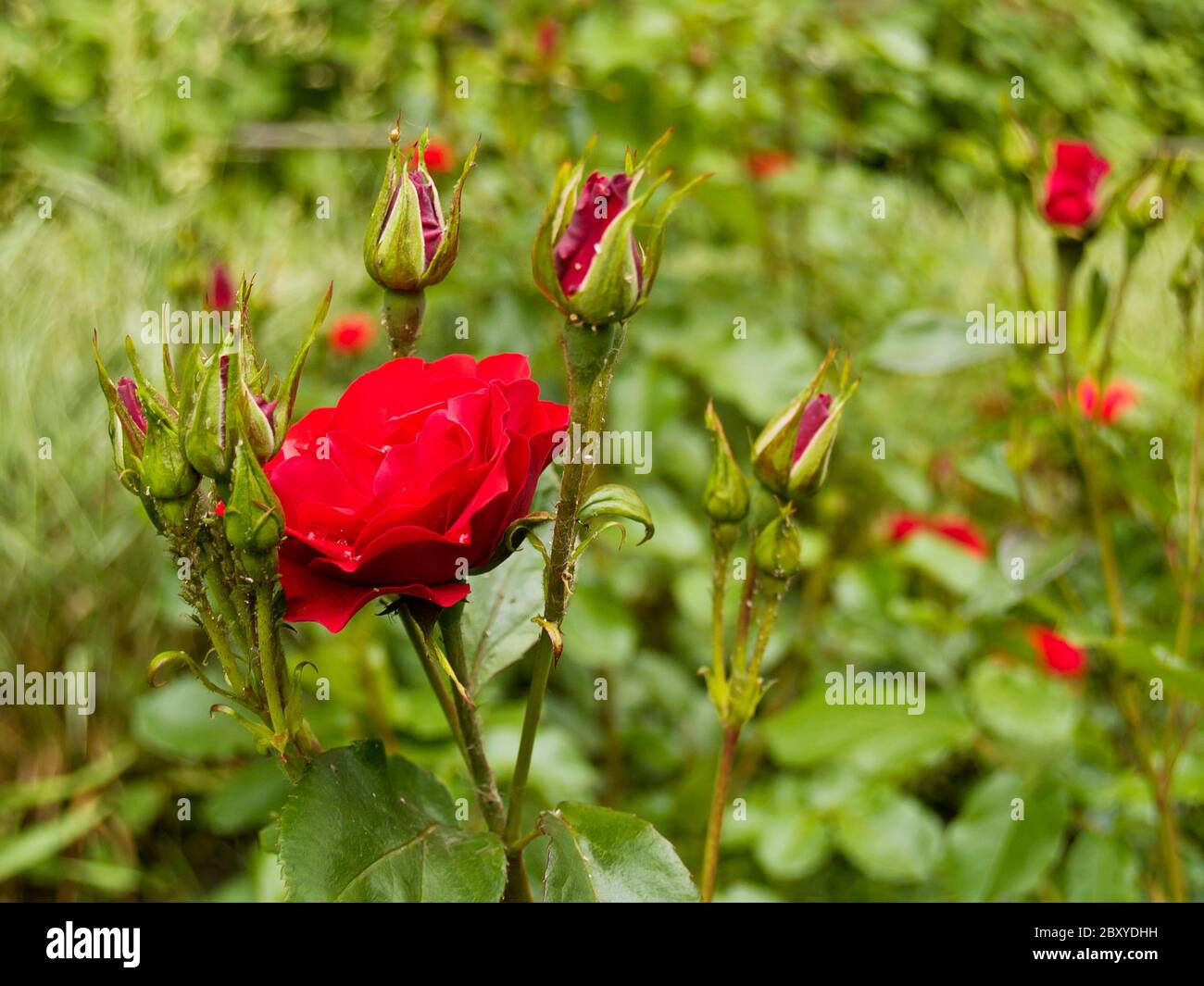 Poland rose garden hi-res stock photography and images - Alamy