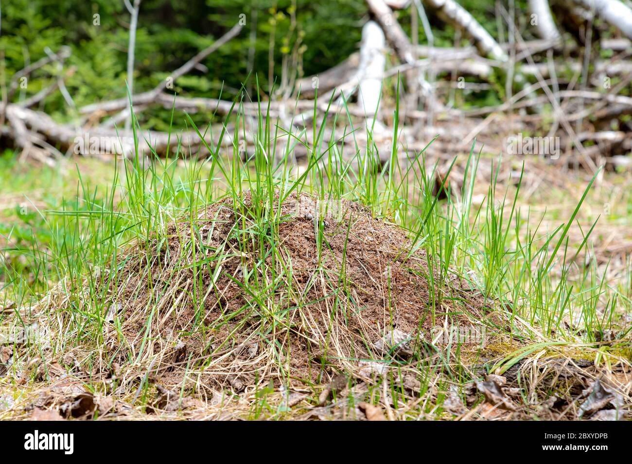 An ant hill in the woods. The hill has grass growing from it. Forest in ...