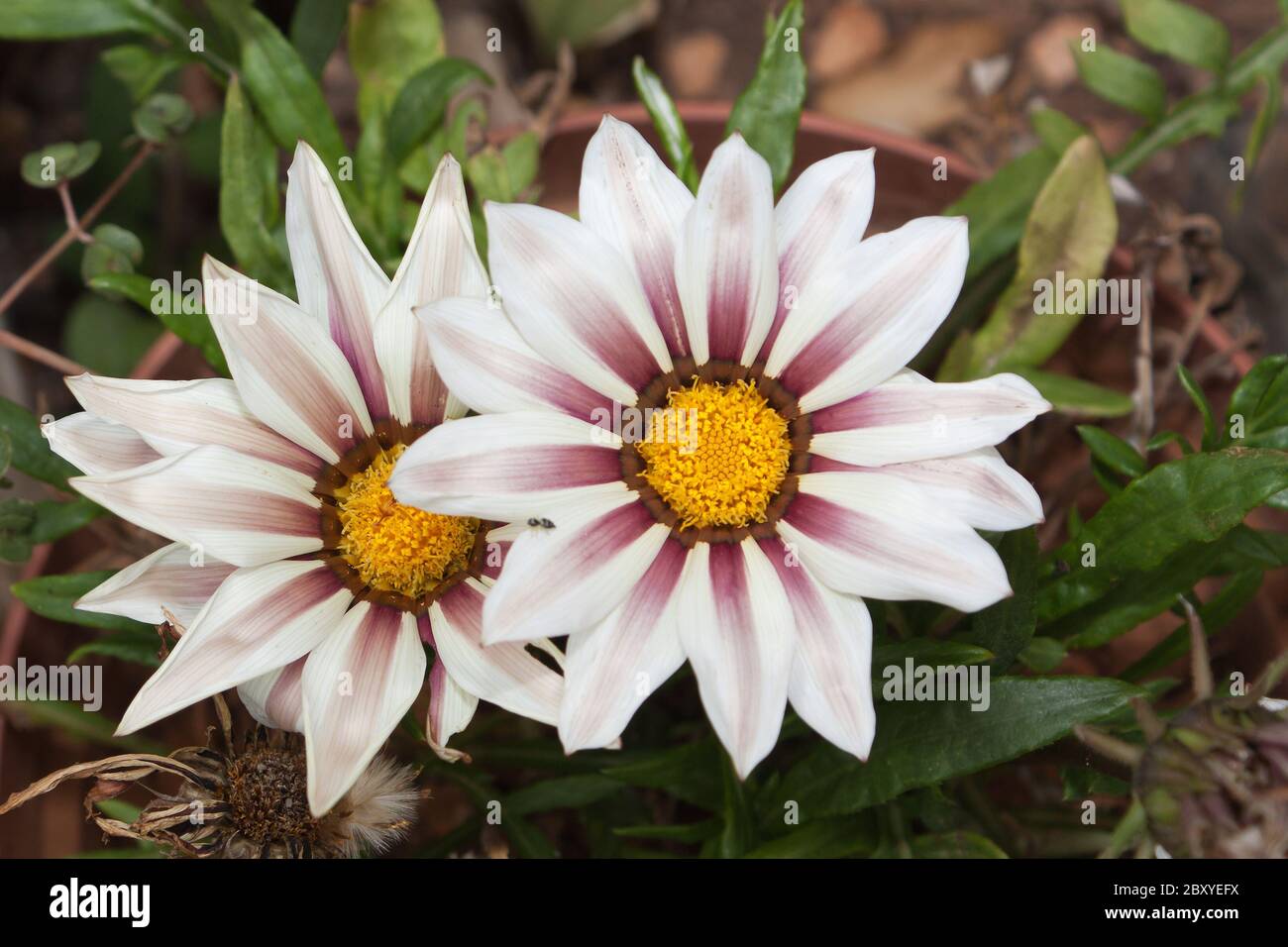 noon flower blossoms close-up Stock Photo - Alamy