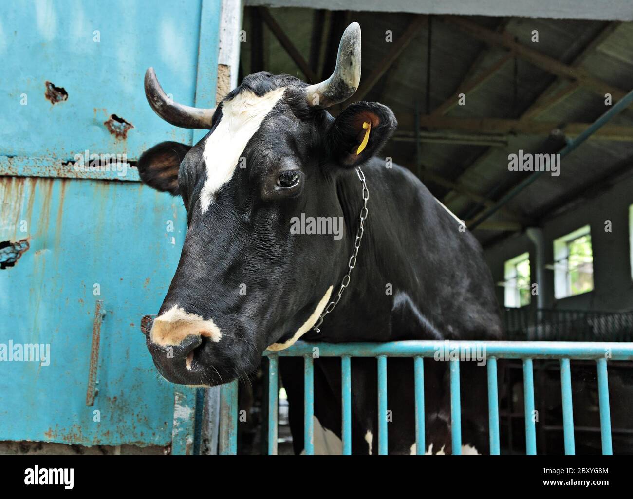 Clog farm hi-res stock photography and images - Alamy