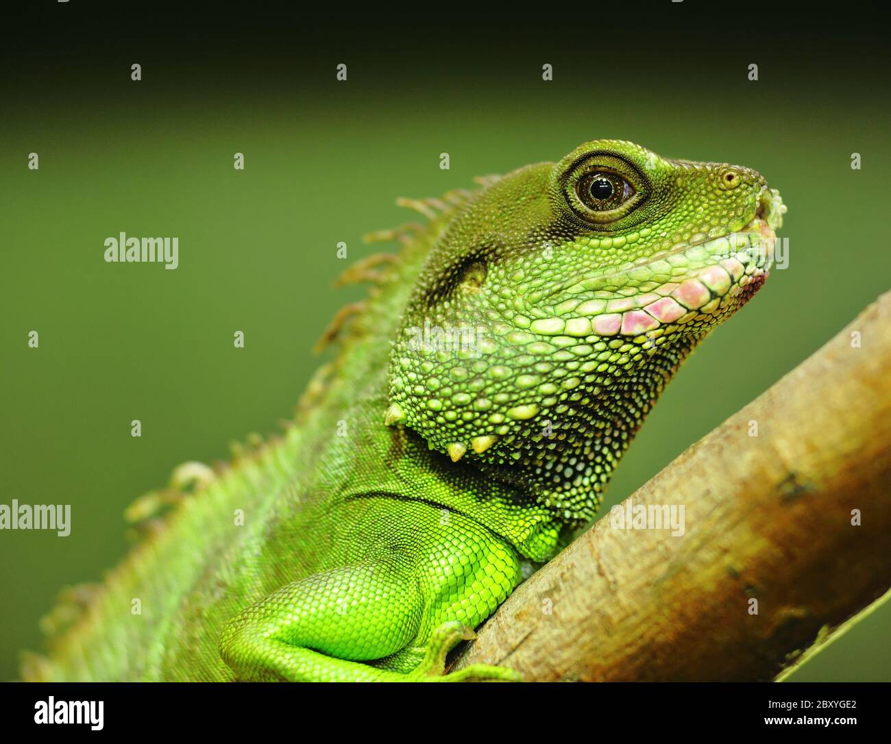 green iguana on tree branch Stock Photo - Alamy