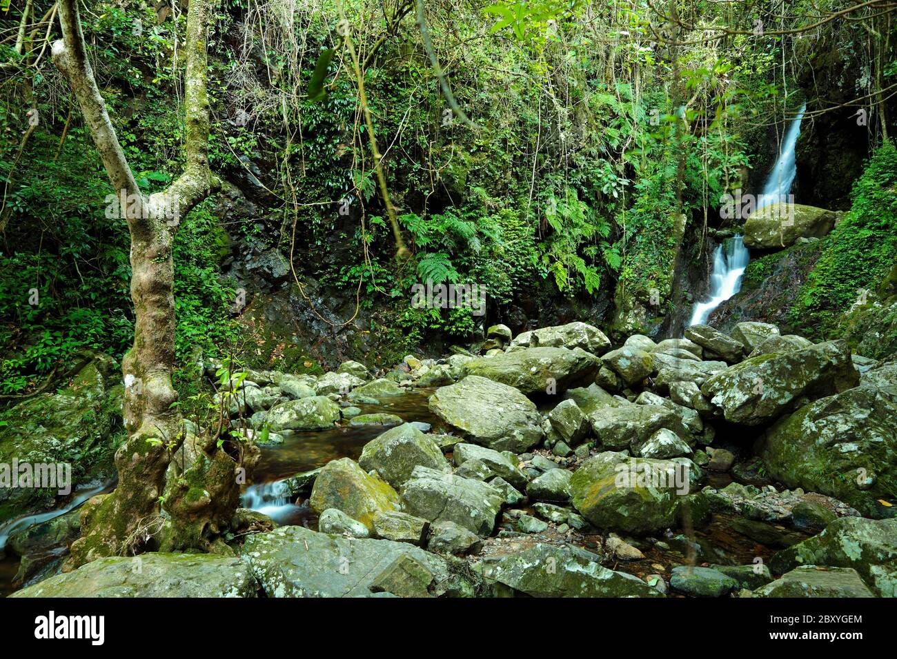 Incredible forest hi-res stock photography and images - Alamy