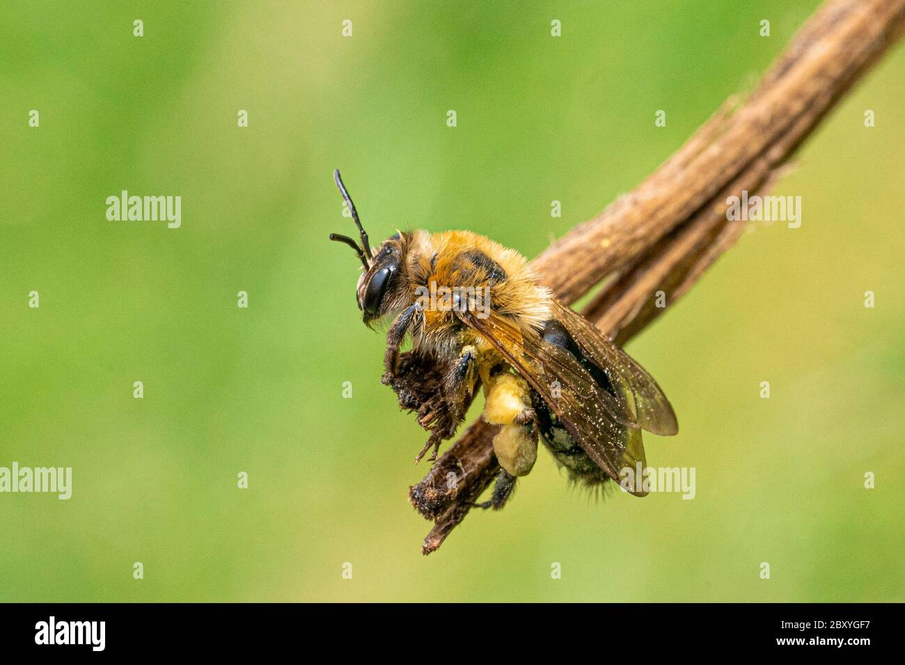Large Yellow Orange and Black Striped Honey Bee Close up Marco Portrait ...
