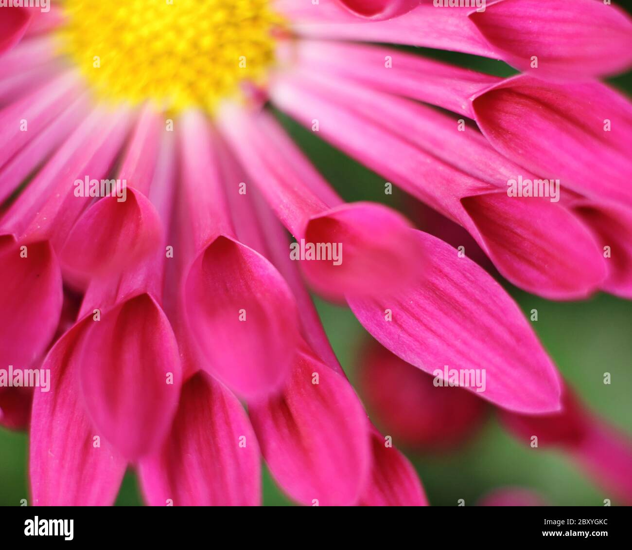 Flower patterns close up hi-res stock photography and images - Alamy