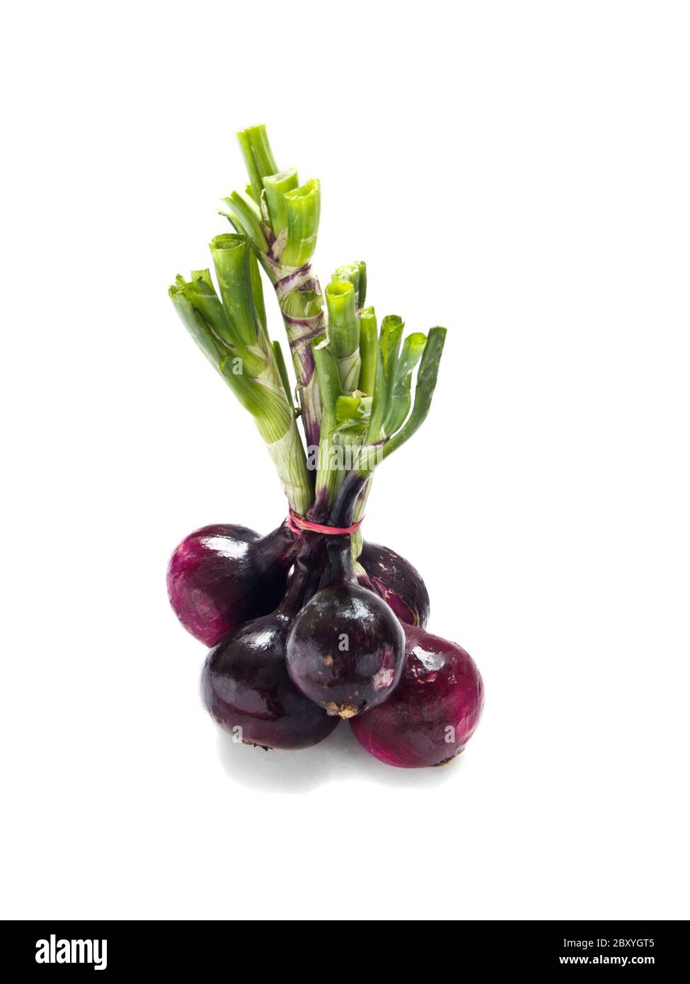 Indigo agriculture Cut Out Stock Images & Pictures - Alamy