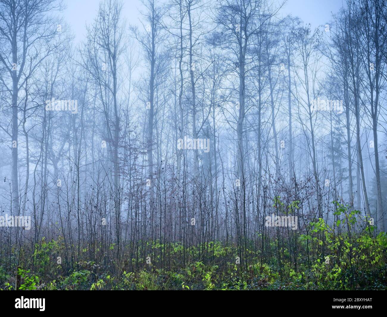 Forest romania dark hi-res stock photography and images - Alamy