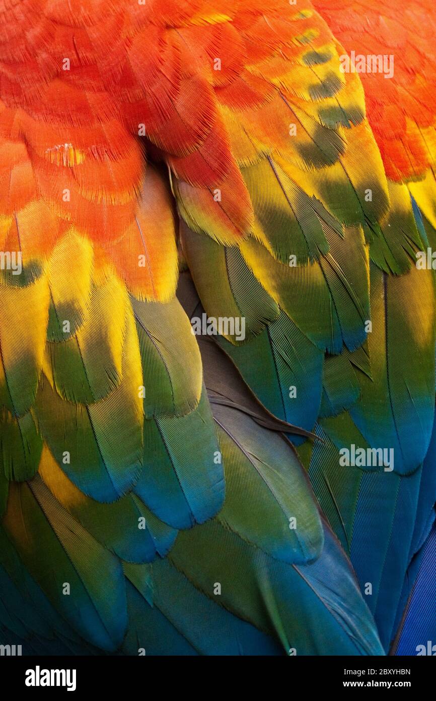 Red-and-green Macaw (Ara chloropterus Stock Photo - Alamy