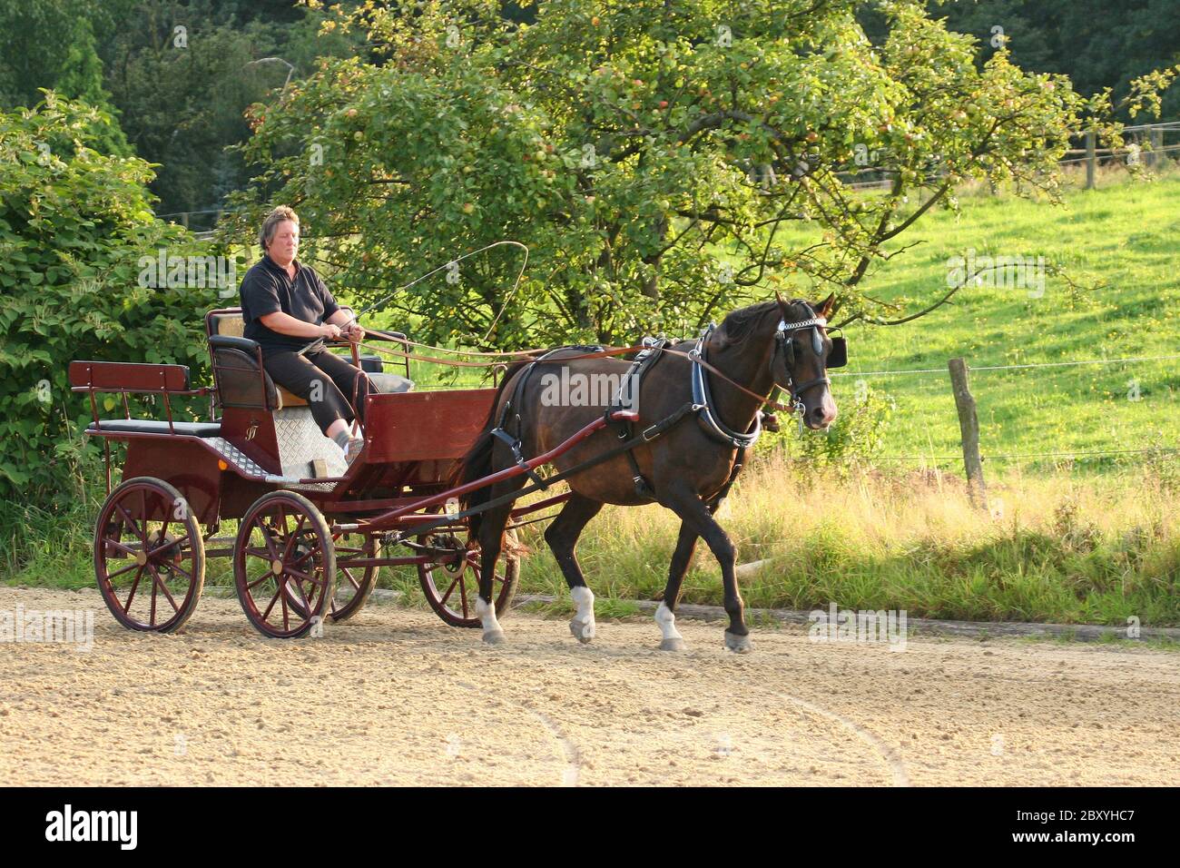 Horse in front of carriage Stock Photo - Alamy