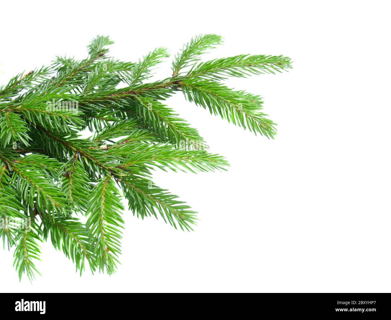 fir tree branch Stock Photo - Alamy