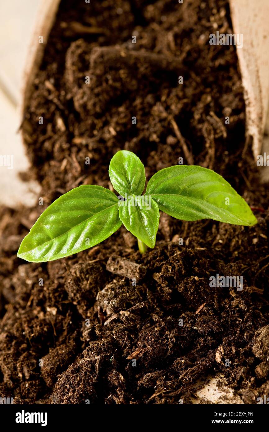 Birth plant hi-res stock photography and images - Alamy