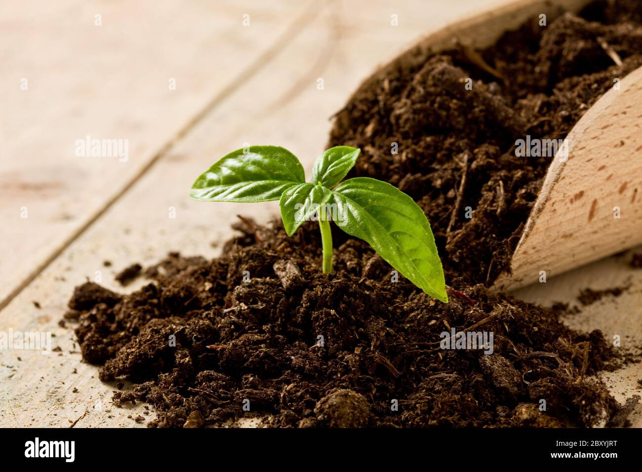 Plant birth hi-res stock photography and images - Alamy