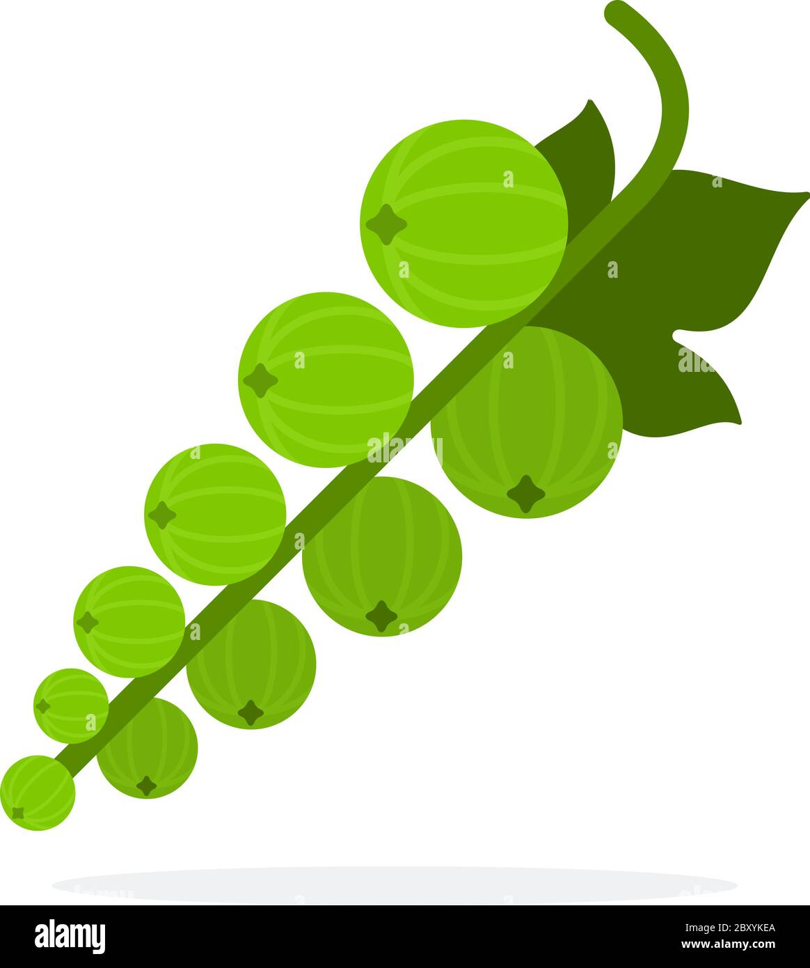 Gooseberry organic green food garden Stock Vector Images - Alamy