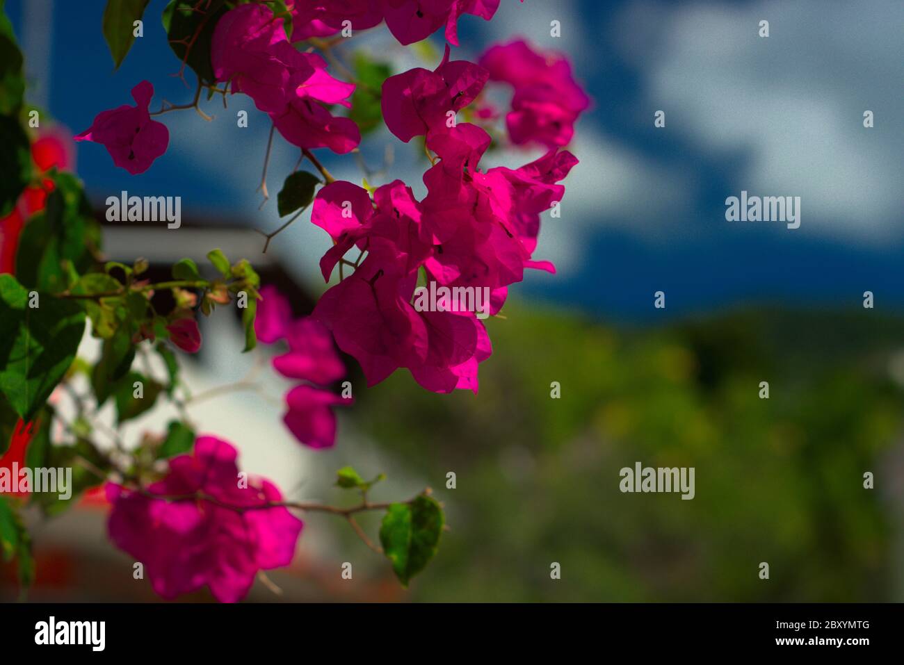 Puerto rico green hi-res stock photography and images - Alamy