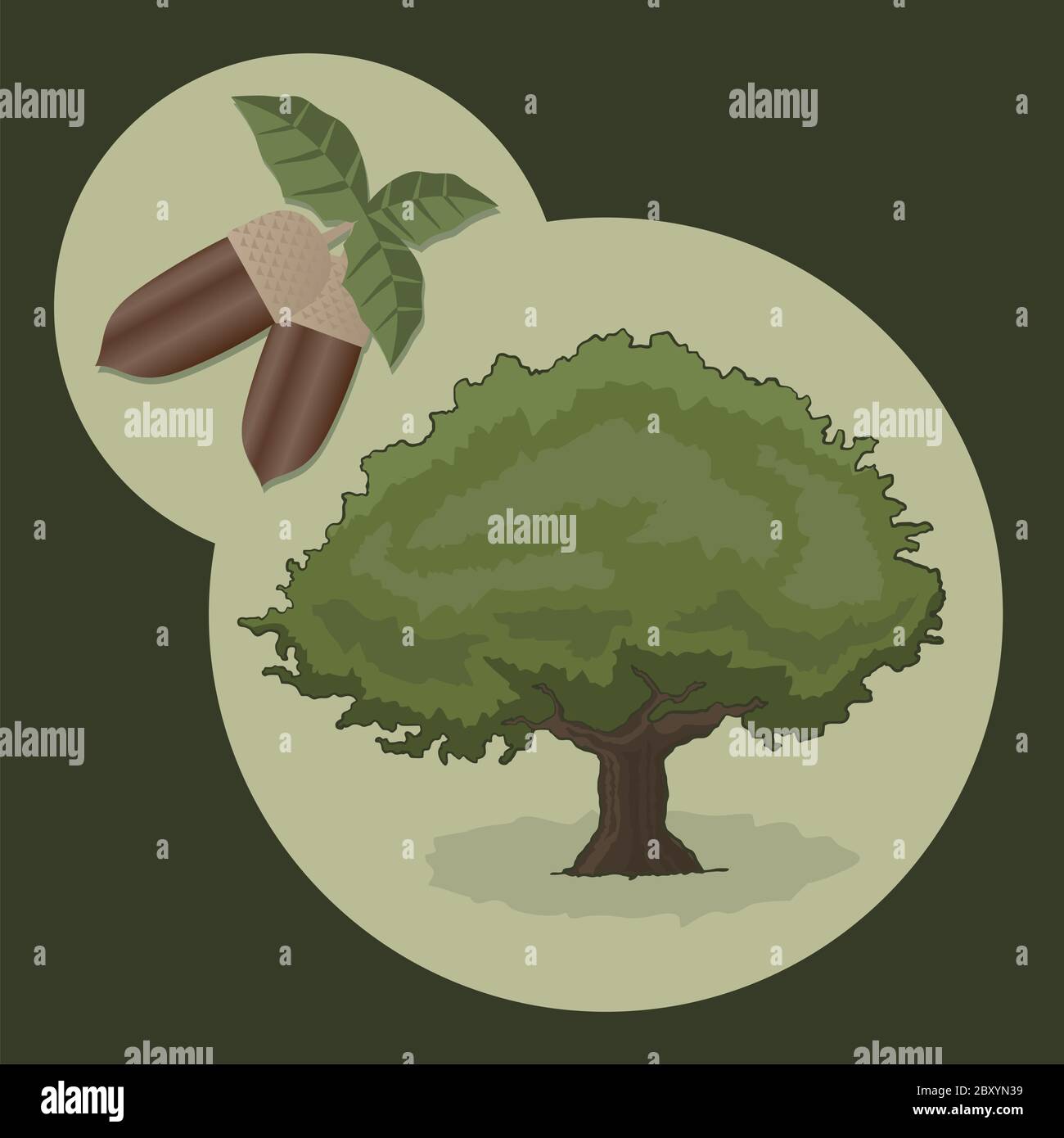 Acorn green Stock Vector Images - Alamy