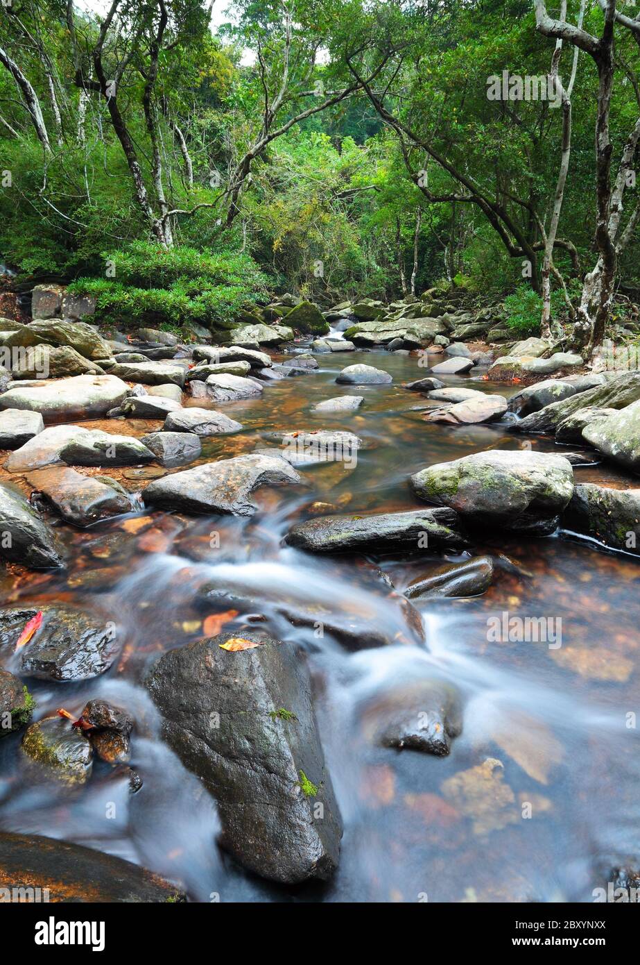 Long jungle grass hi-res stock photography and images - Alamy
