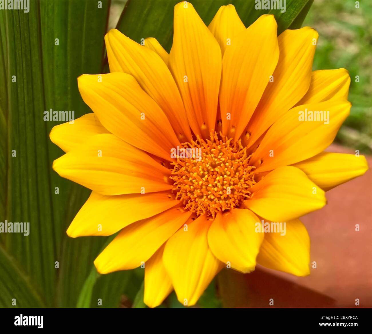 Beautiful yellow Algarve daisy flower Stock Photo - Alamy