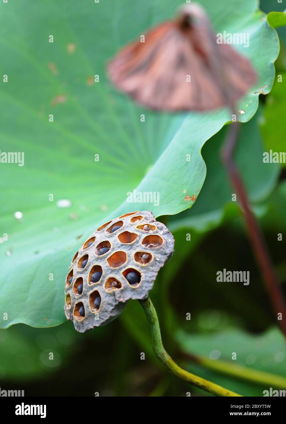 Lotus pod hi-res stock photography and images - Alamy