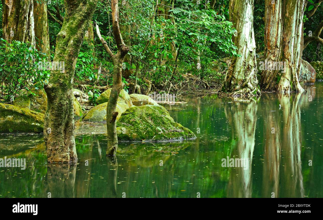 tree and water Stock Photo - Alamy