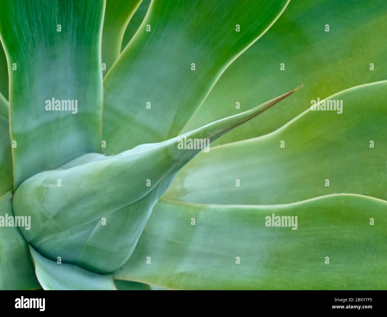 Macro of a aloe Vera cactus Stock Photo - Alamy