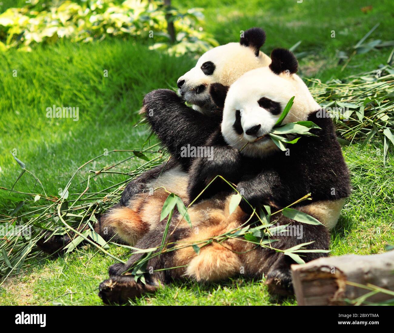 Panda wallpaper hi-res stock photography and images - Alamy