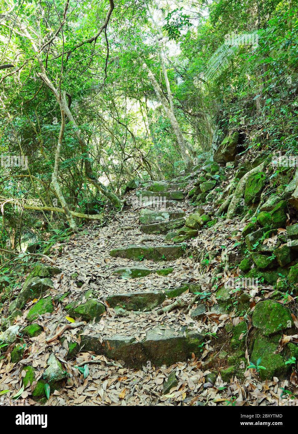 Leafy foot path hi-res stock photography and images - Alamy