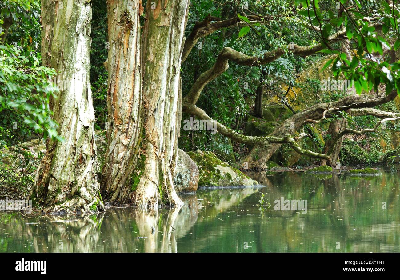 tree in water at forest Stock Photo - Alamy