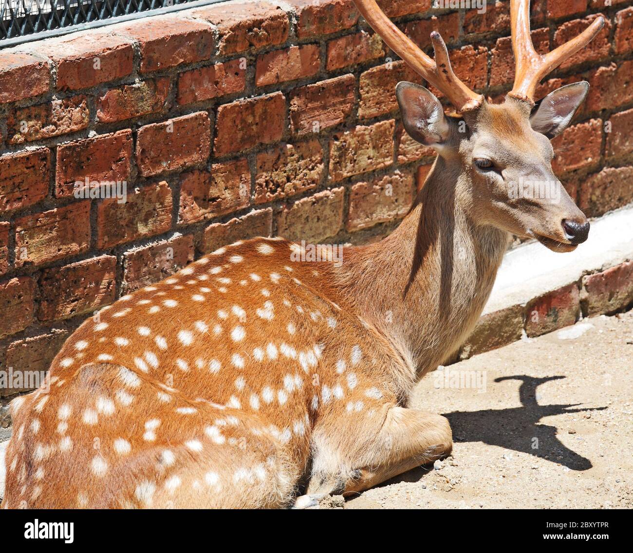 Sika isolated hi-res stock photography and images - Alamy